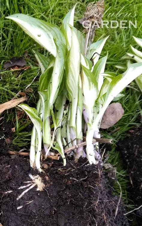 How To Divide Hostas The Fabulous Garden Hostas Plants Planting Flowers