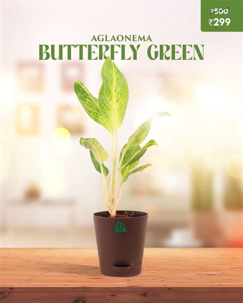 Santhi Plant Biotech And Clonal Nursery Pvt Ltd On Linkedin Gardening Flowers Plants Nature