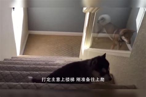 万物皆可栓二哈水瓶栓二哈也就忍了用草栓二哈是什么鬼 水瓶 万物 什么