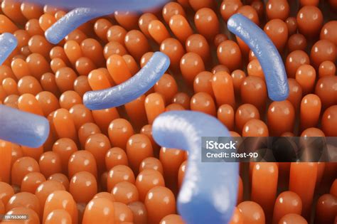 장 융 리 소장 안 감 미세한 모세 혈관 인간 소장 건강 한 또는 병에 걸린 장의 개념 바이러스 또는 박테리아 세포 감염 유기 체 면역 감소 3d 렌더링 3차원 형태에 대한