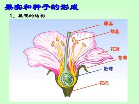 花冠 花萼 花托分别是什么 百度知道