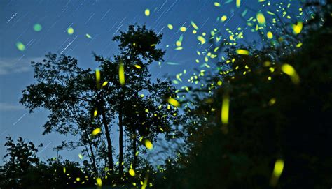 Fireflies Facts Behavior And Guide News Directory 3