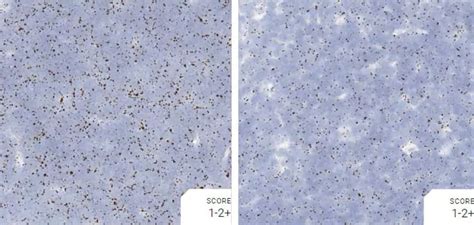 Rnascope Ish Reference Guide Bio Techne