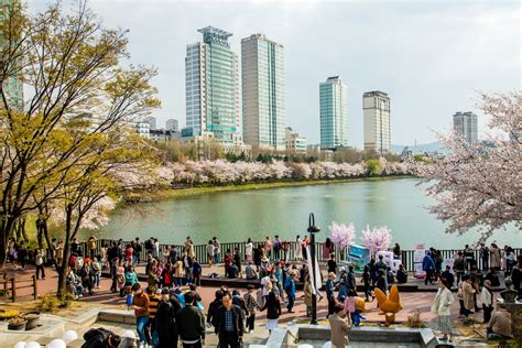석촌호수벚꽃축제 서울연구데이터서비스