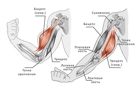 Как накачать бицепс Главные правила тренировки и программа упражнений
