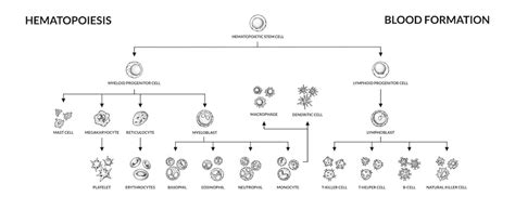 Diagrama De Hematopoiese Tipos De Células Sanguíneas Humanas Com Nomes