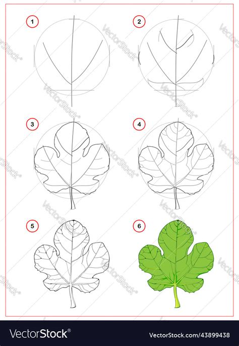Page Shows How To Learn Draw Step By Fig Vector Image