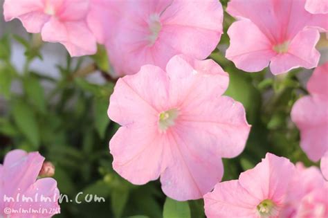 ペチュニア薄いピンク花の写真花言葉 みみみんブログ