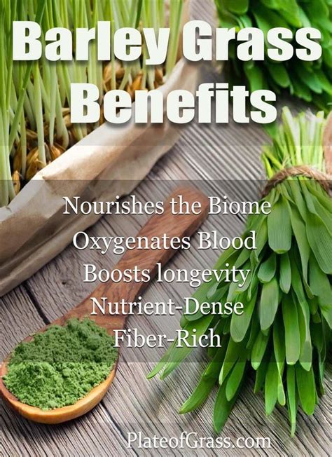 Barley Grass Benefits Health Benefits Of Barley Grass