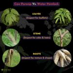 Cow Parsnip Vs Water Hemlock 7 Differences You Did Not Know