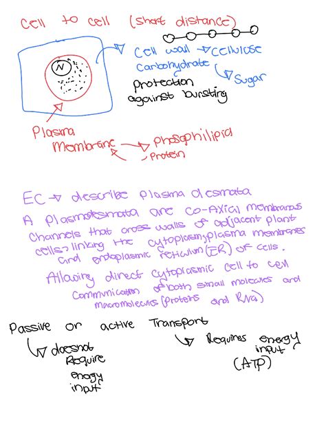 SOLUTION Plasma Membrane Notes Studypool