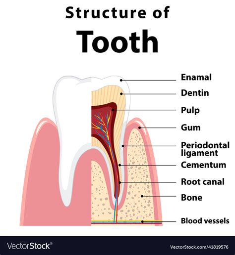 Infographic Of Human In Structure Tooth Royalty Free Vector