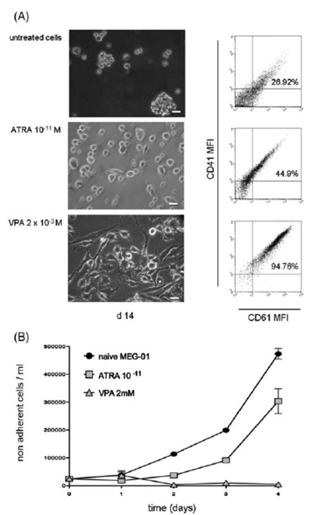 A Morphology Left Column And Cell Surface Expression Of