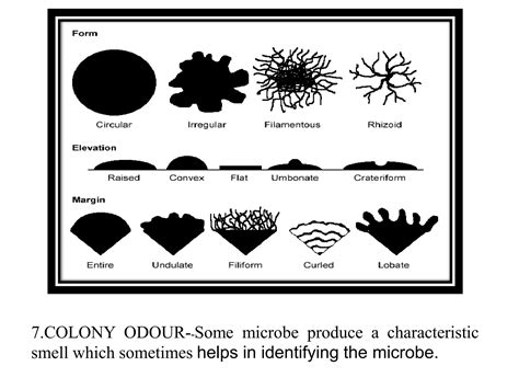 Isolation Identification Of Microorganism PPTX