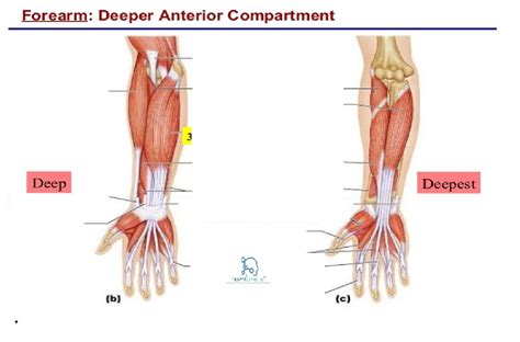 Muscles Of The Anterior Forearm Deep View Learn Muscles 49 Off