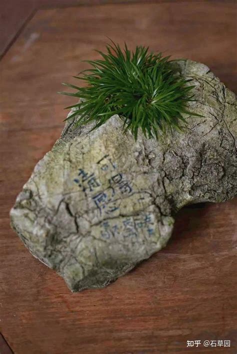如何制作一个好看的附石菖蒲 知乎