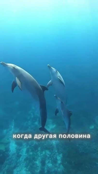 Факт о дельфинах дельфин факты Youtube