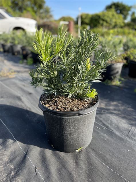 Podocarpus Pringles Dwarf Aol Foliage