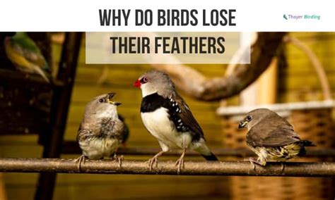 Why Do Birds Lose Their Feathers Is It Normal