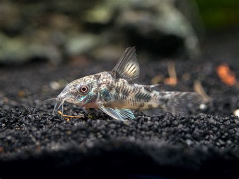 Peppered Cory Catfish Corydoras Paleatus Tank Raised Aquatic Arts