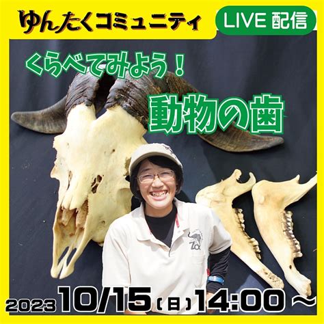 10月ゆんたくコミュニティ限定ライブ配信「くらべてみよう！動物の歯」 沖縄こどもの国｜ゆんたくコミュニティでずっと応援！（沖縄こどもの国