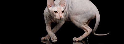 Detecting A Kink In A Cats Tail Showcatsonline