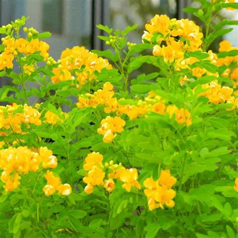 Acidic Live Tecoma Plant At ₹ 50 Piece In Meerut Id 2854613482997