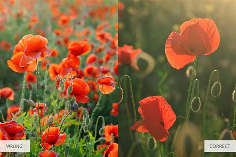 Focal Point In Photography Complete Guide