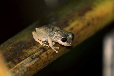 Nighttime Sounds Of Puerto Rican Coquí Frog Vjut