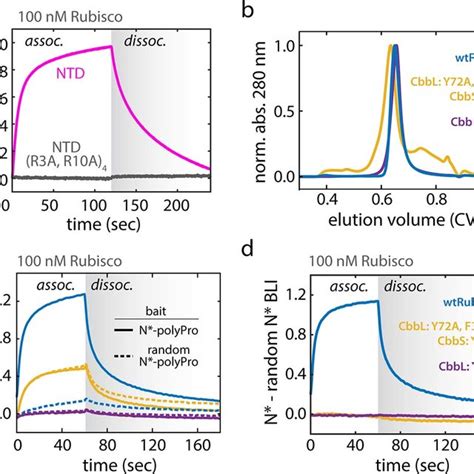Rubisco Binding By N Peptides And Design Of Consensus N Peptide A Bli Download Scientific