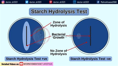 Starch Hydrolysis Test Principles Method Outcomes Applications
