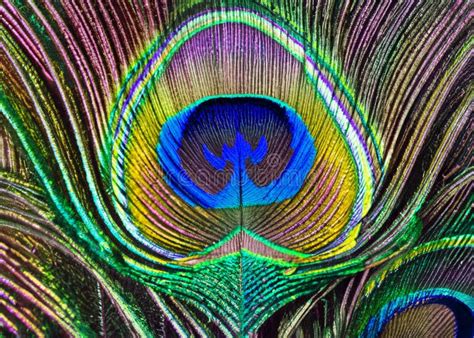 Abstract Peacock Feather Pattern Created With Generative Ai Technology