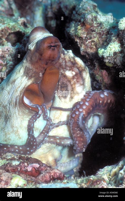 Octopus Mating Note Tenacles From Another Octopus Inserted In The Female Octopus Sp Solomon