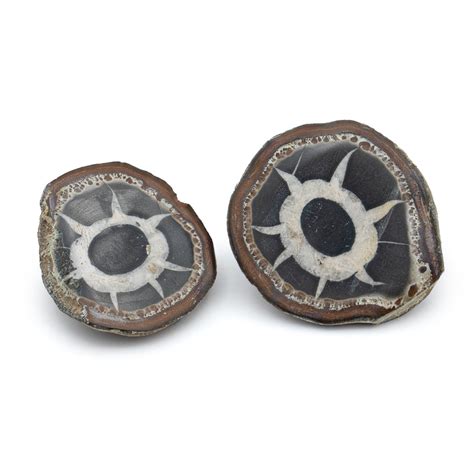 Septarian Nodules Large Collectible Specimen Mini Museum