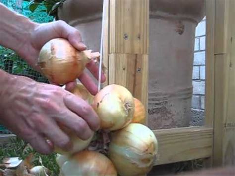 Gardening 1015 Onion Planting Harvest Stringing YouTube