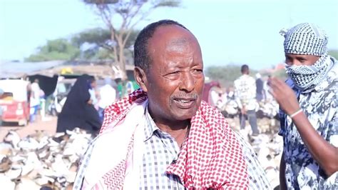 Dhaq Dhaqaaqa Kala Iibsiga Xoolaha Nool Ee Saylada Burco Oo Si Xawli Ah