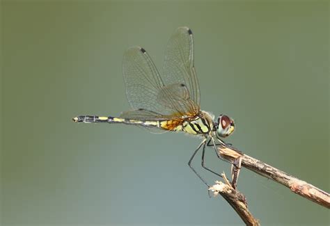 Dragonflies And Damselflies Of Vietnam The Male Of Gynacantha