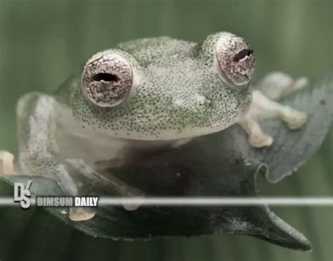 Chinese Researchers Uncover Visual Mating Cues In Amphibians Dimsum Daily