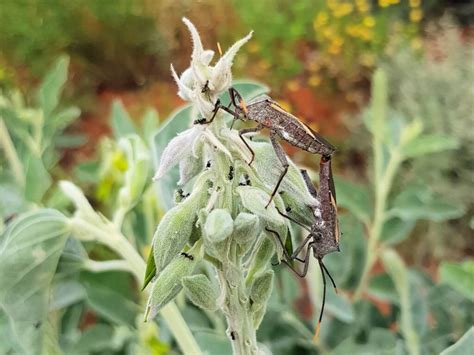 Mictis Profana Mating Ausemade