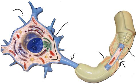 Neuron Model Diagram Quizlet