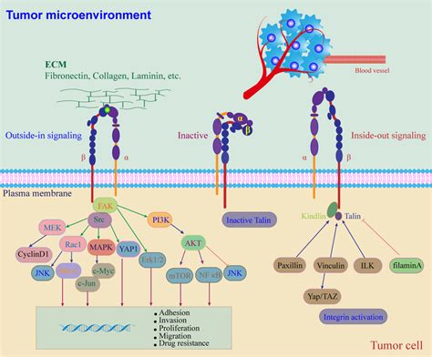 Framework Diagram Of Cellular Signaling Triggered By Integrin β1 In Download Scientific Diagram