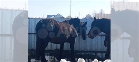 Лошадь купить в Комсомольском Животные и зоотовары Авито