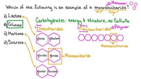 Lesson Carbohydrates Nagwa