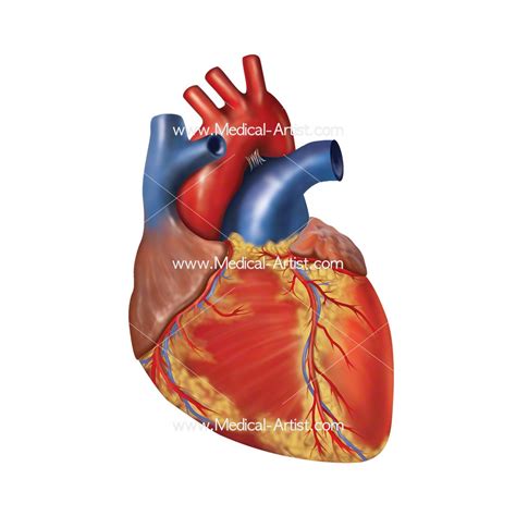 Heart Medical Illustrations Heart Anatomy Human Heart Anatomy