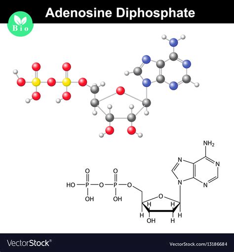 Adenosine Diphosphate Chemical Structure And Model