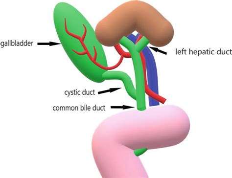 Gallbladder Infundibulum