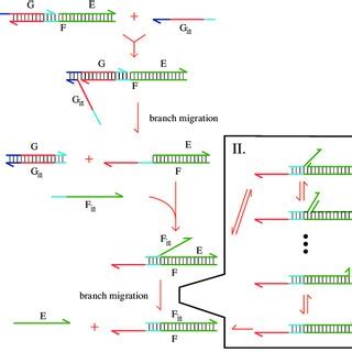 I Schematic For DNA Based AND Logic Gate The End Of A Strand Is Download Scientific