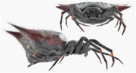 Gasteracantha Spider Walking Pose With Fur 3d 3d Molier International