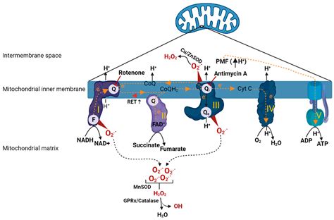 Exams And Me Antimycin
