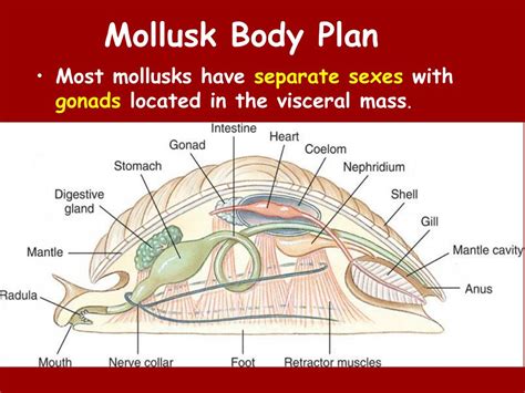 Ppt Mollusks Powerpoint Presentation Free Download Id 2200866